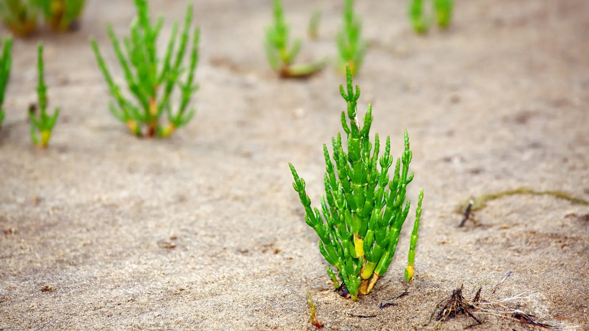 Queller: So lässt sich der gesunde Meeresspargel zubereiten | ndr.de