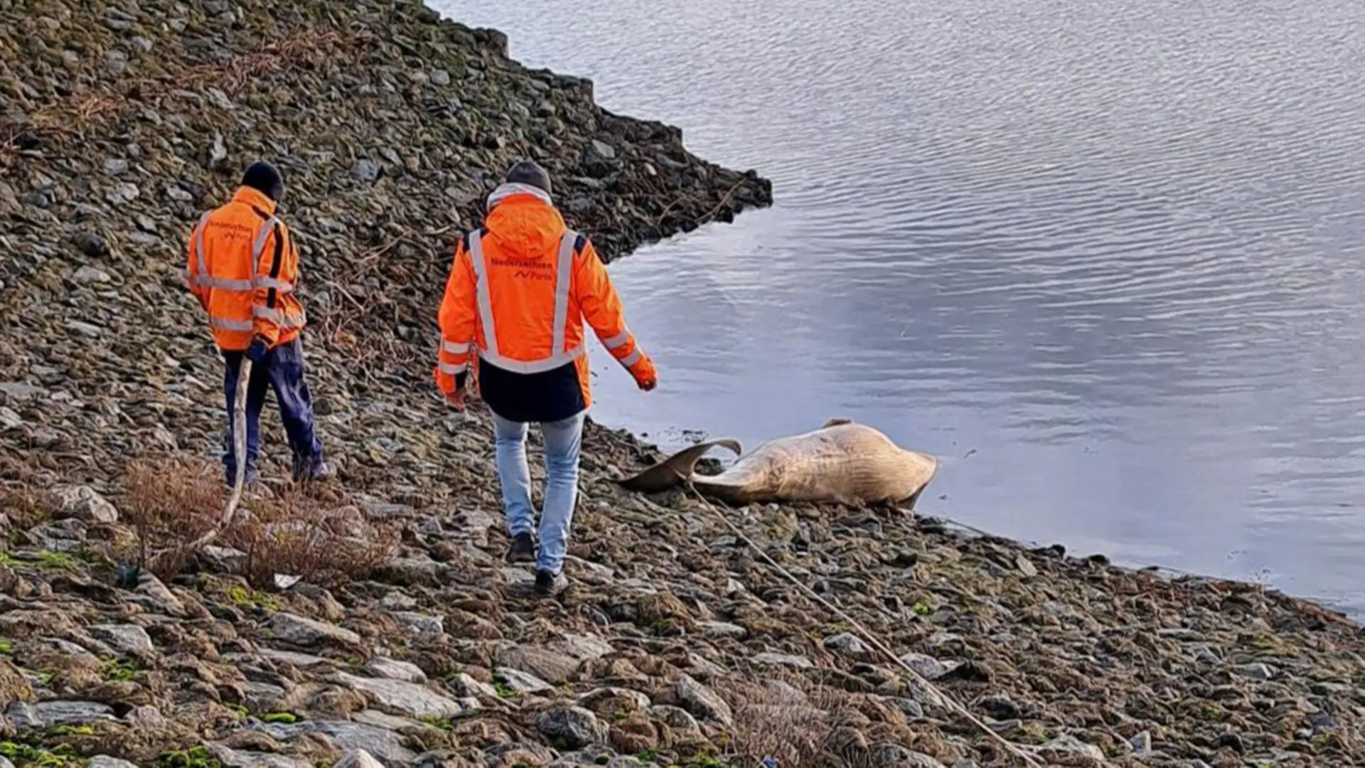Cuxhaven: Toter Zwergwal im Hafen - Todesursache unklar | ndr.de