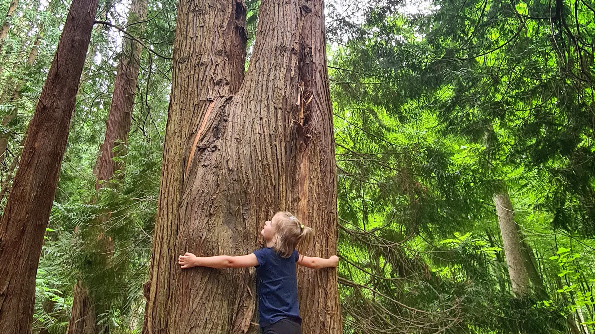 Arboretum Erbsland: Wald der hundertjährigen Riesen | ndr.de