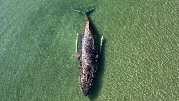 Buckelwal ist auf dem Weg in die Nordsee
