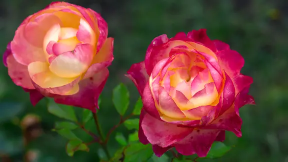 Rasch durch den Garten - Die Sendung mit Peter Rasch | ndr.de