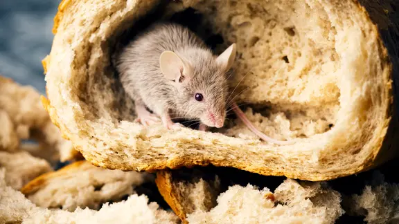 Ratten im Garten: So lassen sich die Nager vertreiben | ndr.de