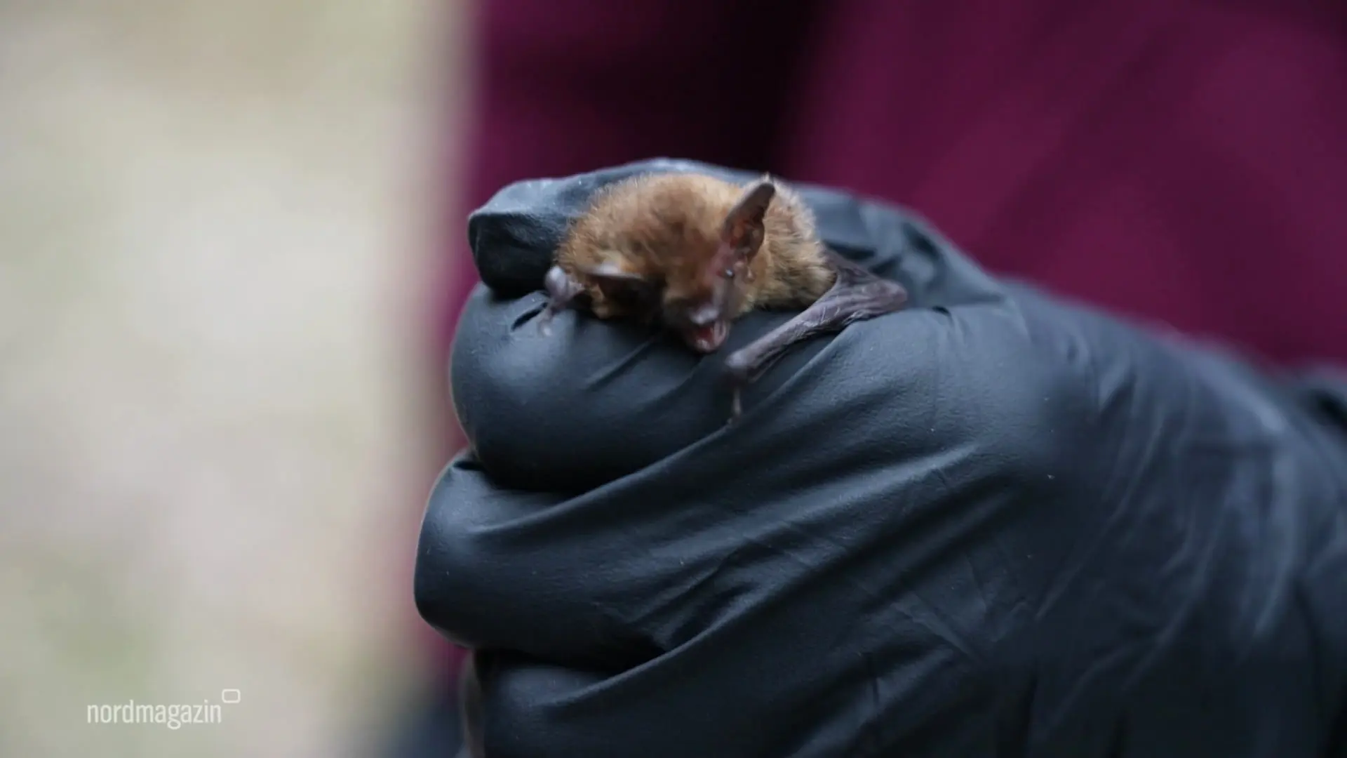 Auf den Spuren der Fledermäuse im "Sternenpark" | ndr.de