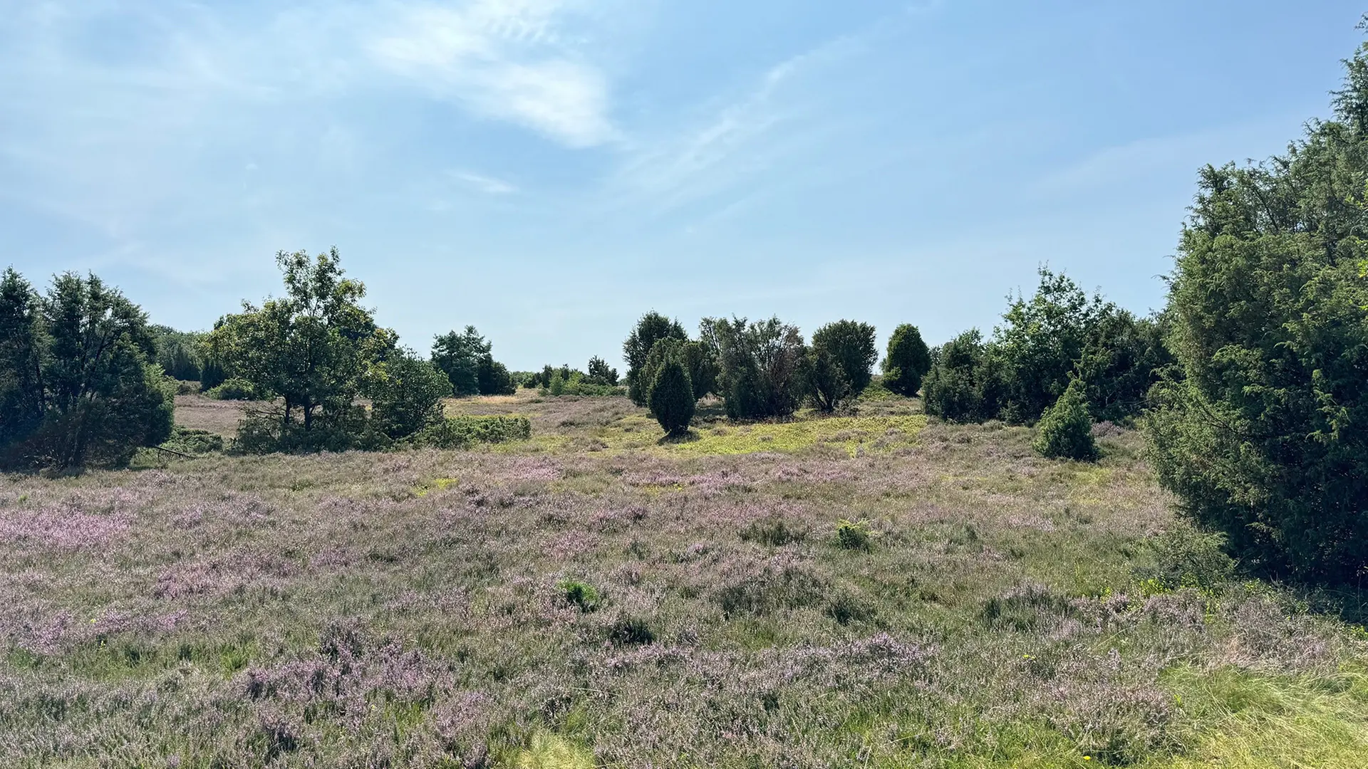 Lüneburger Heide: Heideblüte startet zwei Wochen früher | ndr.de
