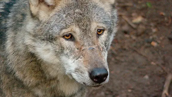 Der Wolf: Warum hat er so einen schlechten Ruf? | ndr.de