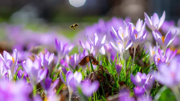 Blühende Worte: Gedichte, die den Frühling lebendig machen | ndr.de