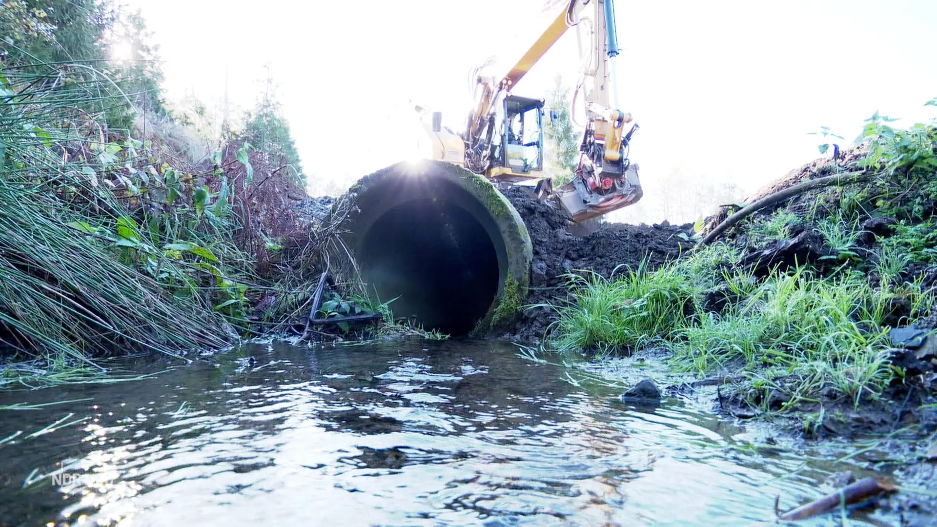 Harz: Der Wald als Schwamm gegen Überflutung bei Starkregen | ndr.de