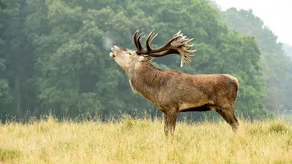 Rothirsch ist Wildtier des Jahres 2026 - und lebt in MV am besten | ndr.de