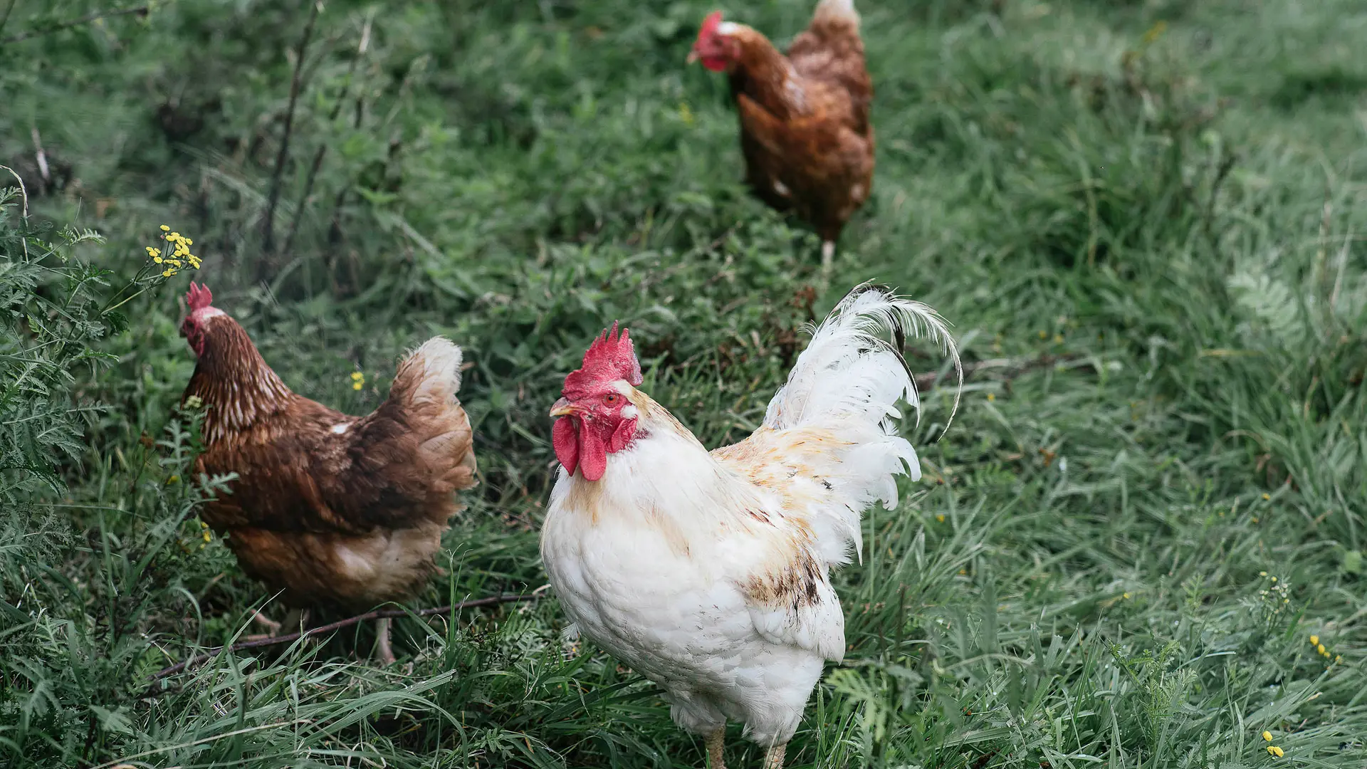 BINGO! - Die Umweltlotterie | ndr.de