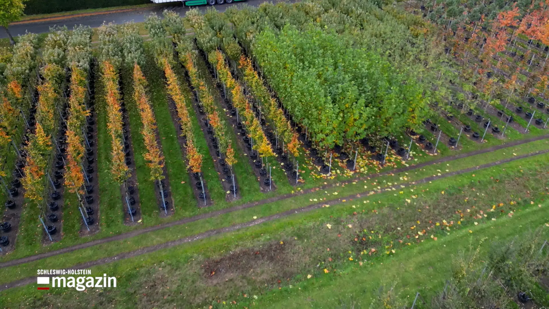 Goldener Herbst für Baumschulen | ndr.de