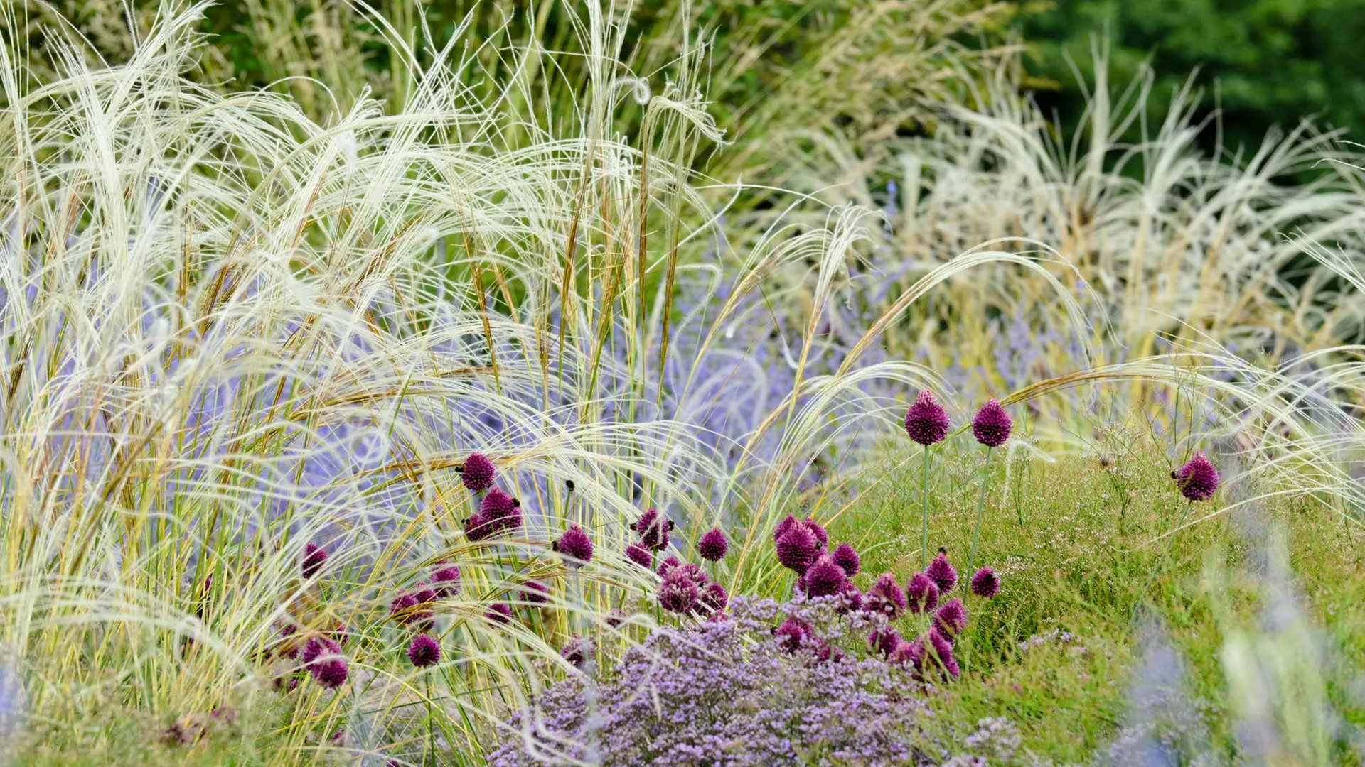 Federgras schafft schöne Lichtstimmungen im Garten | ndr.de