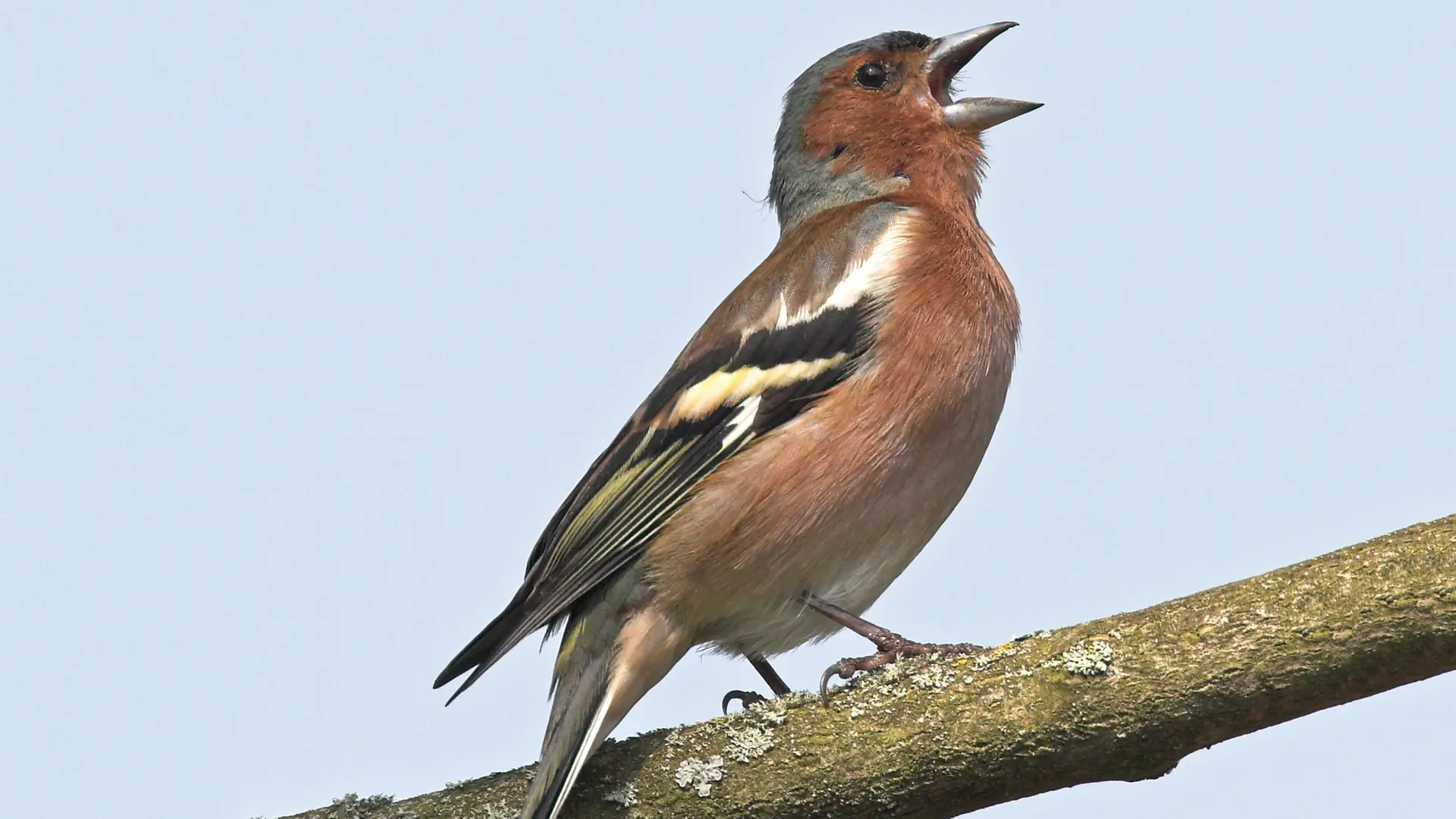 Stunde der Gartenvögel: Freude über Finken, Sorge um die Spatzen | ndr.de