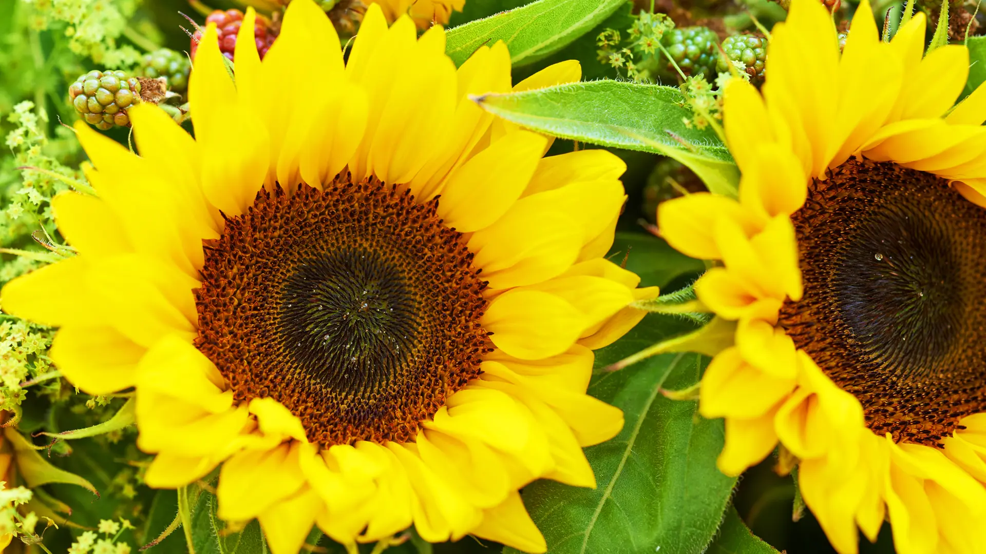 Aktion "1.000 Sonnenblumen für Hitzacker" gestartet | ndr.de