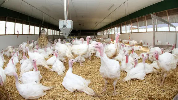 Pute braten und lecker zubereiten | ndr.de