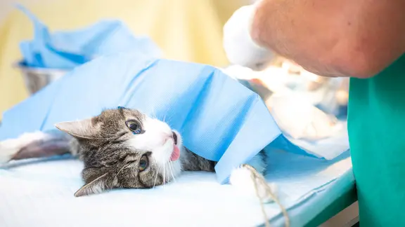Katze kastrieren wird Pflicht: Was Halter in SH wissen müssen | ndr.de