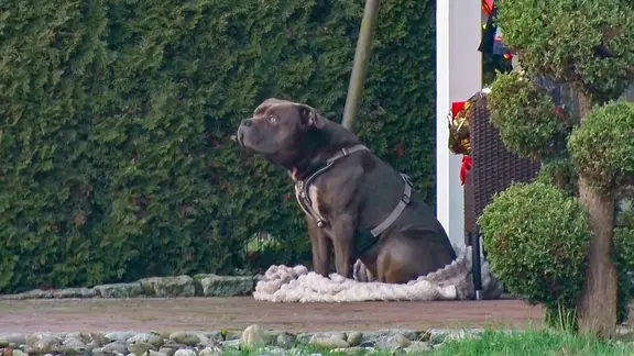 Lohne: Hund tötet Halter - was passiert mit dem Tier? | ndr.de