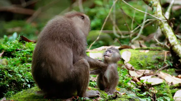 Afrikas geheimnisvolle Welten - Die Insel der Affen | ndr.de