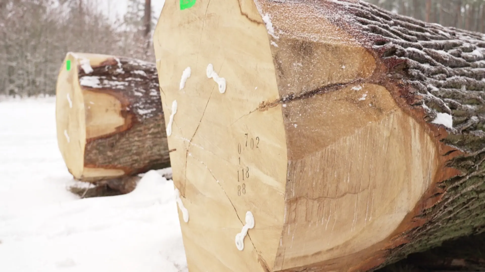 Wertholzversteigerung in Malchin | ndr.de