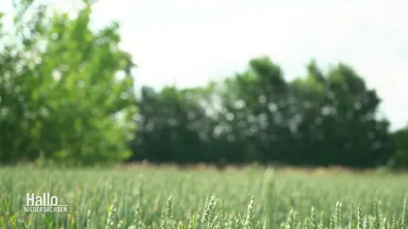 Alice lou leak contemporary lovely lady with quality