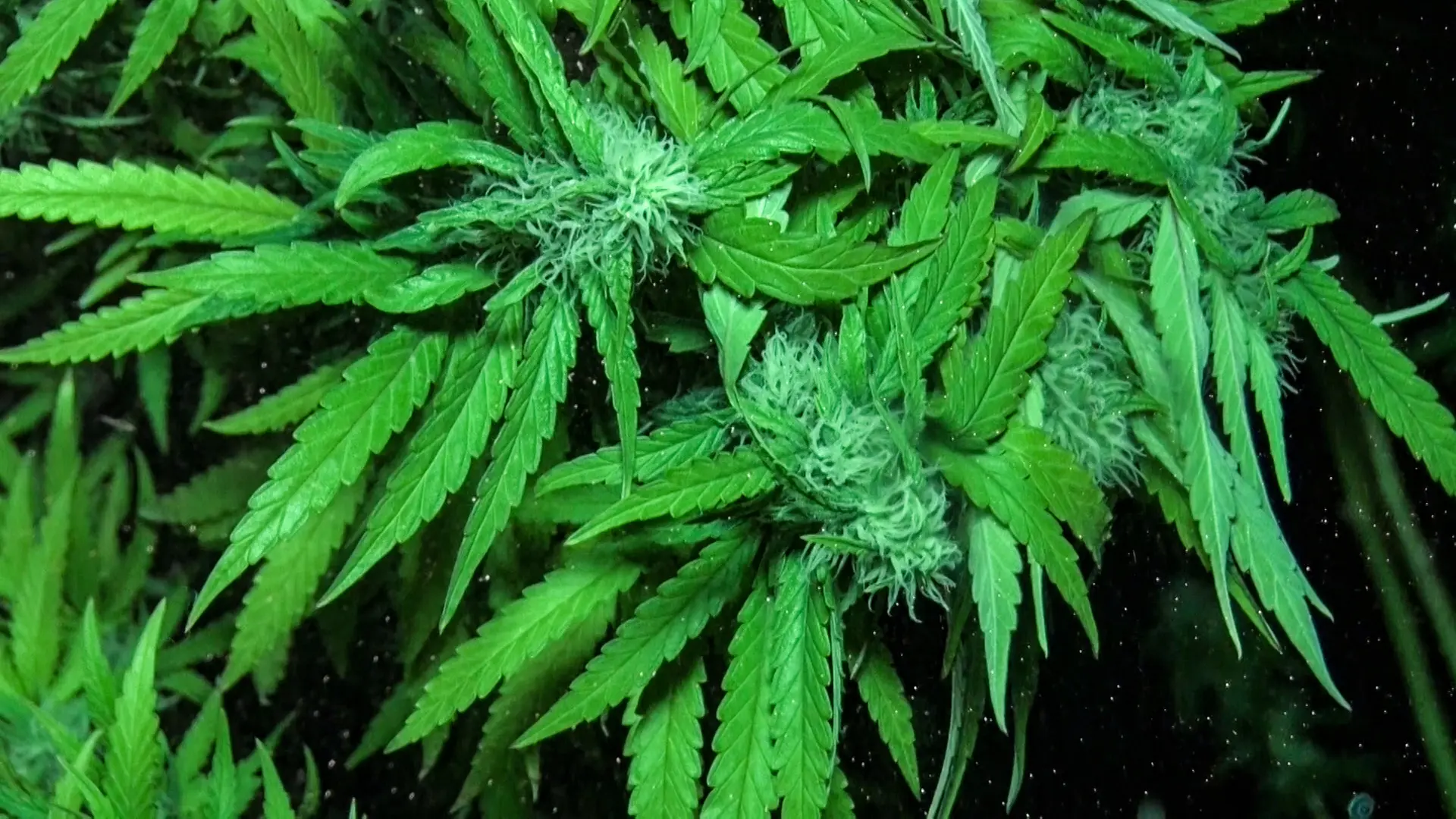 Neustrelitzer mit 1,5 Kilo Cannabis im Rucksack | ndr.de