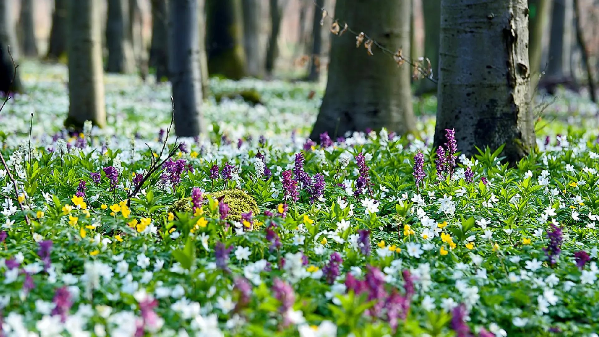 Weie Blumen Im Wald