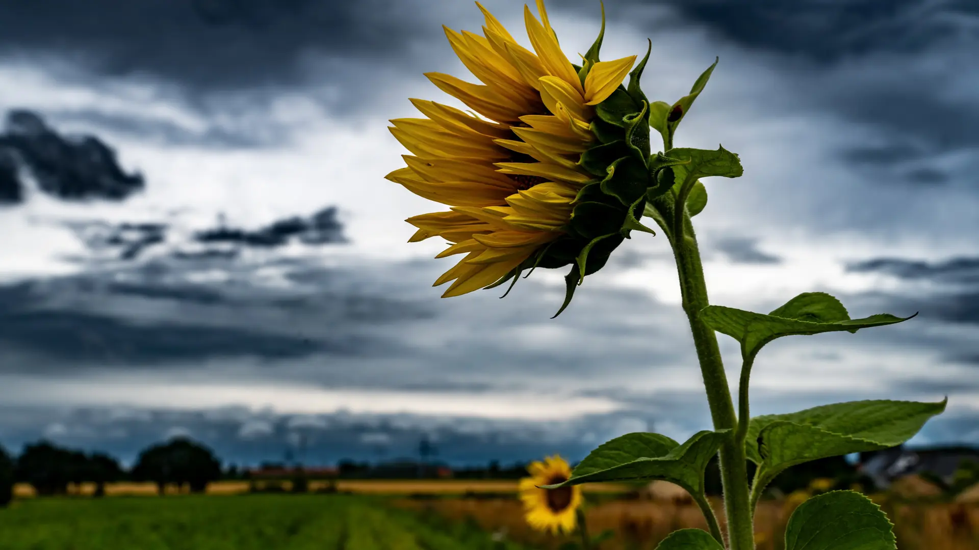 Juli 2025: Viel Regen, wenig Sonne und trotzdem zu warm | ndr.de