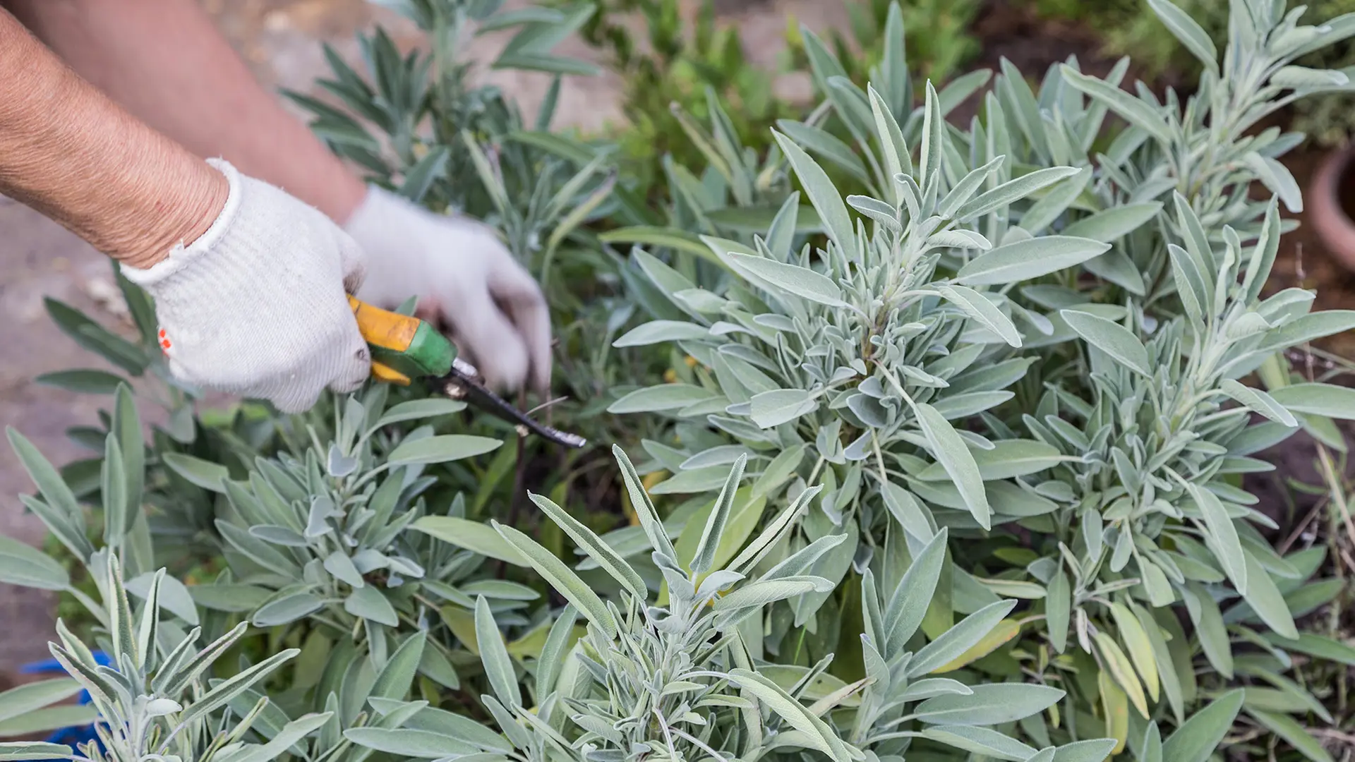 Salbei schneiden: Richtiger Zeitpunkt und Art des Rückschnitts | ndr.de