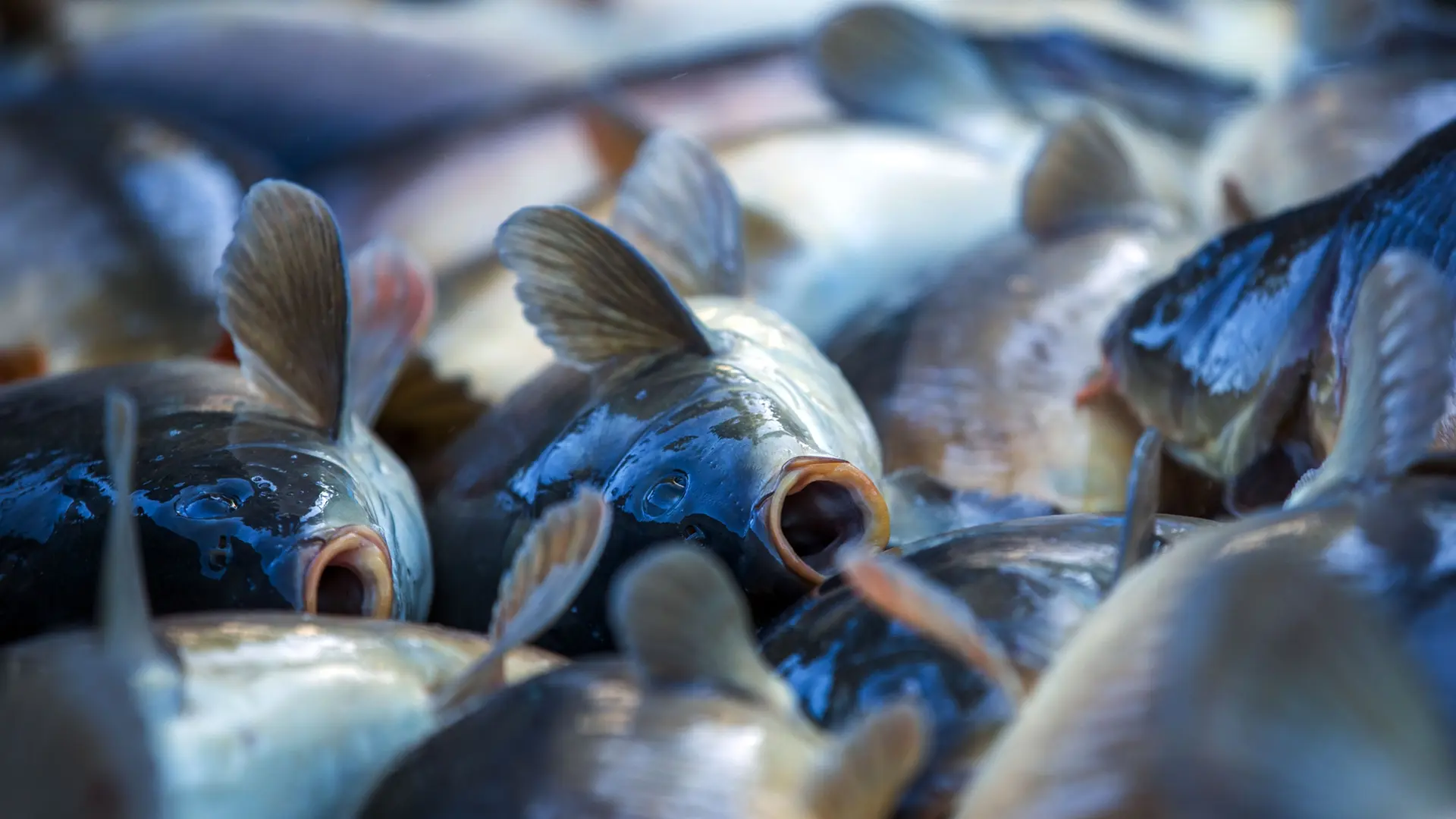 50.000 Euro für nachhaltige Fischerei in Lewitz-Teichen | ndr.de