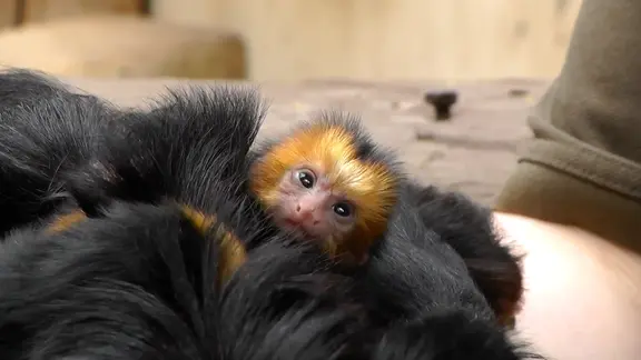 Mexicana eromr the photos caught my eye and I made a