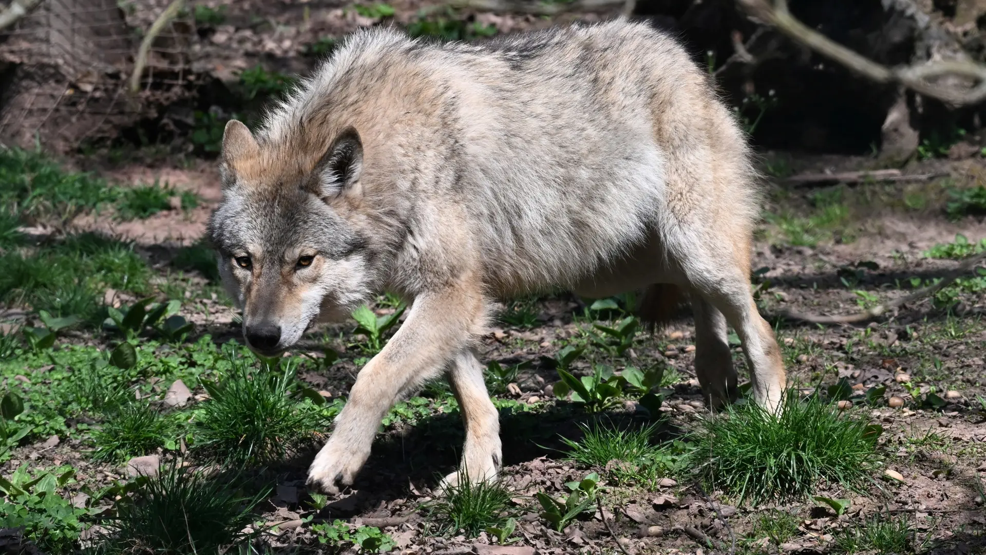 MV bringt Kompetenzzentrum Wolf an den Start | ndr.de