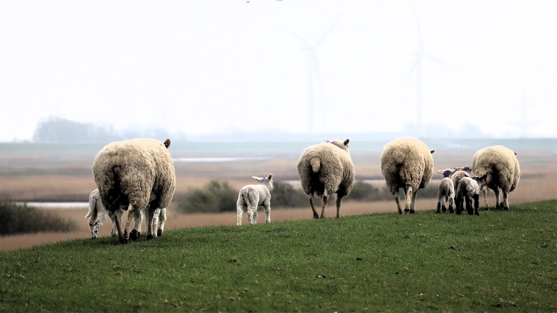 Bilder aus Schleswig-Holstein: Die schönsten Zuschauerfotos aus KW 16 ...