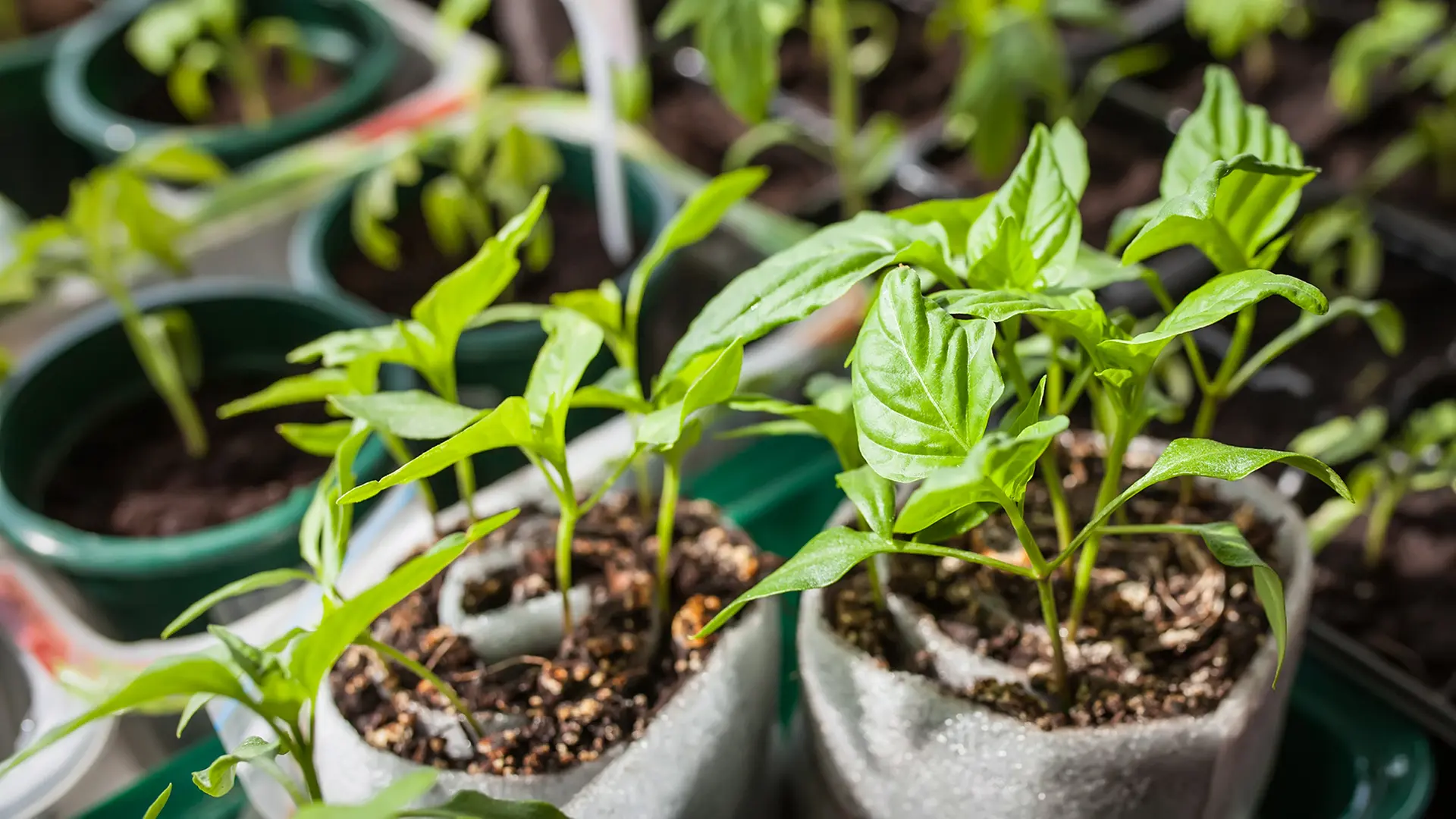 Paprika pflanzen: So gelingt der Anbau in Beet oder Topf | ndr.de