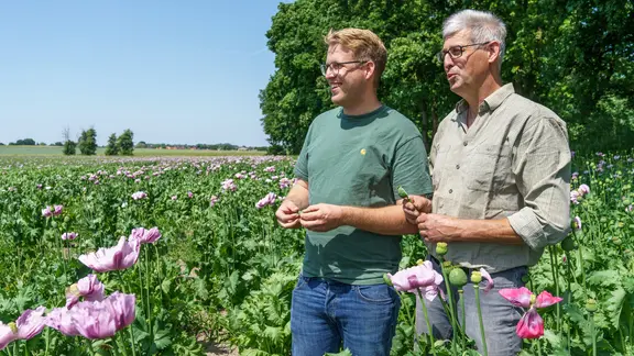 Schlafmohn: Schön, aber kompliziert | ndr.de