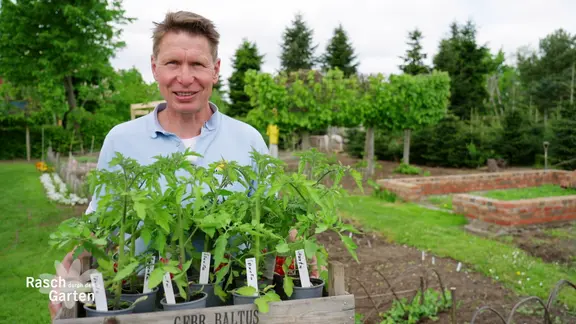 Lorbeer vermehren: So einfach klappt es | ndr.de