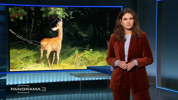 Wie der AfD-Influencer Erik Ahrens Maximilian Krah zum Tik-Tok-Star ...