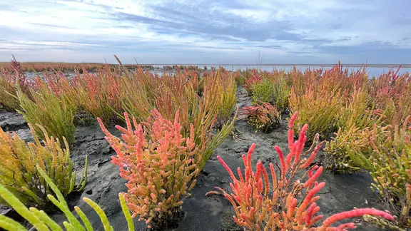Queller: So lässt sich der gesunde Meeresspargel zubereiten | ndr.de