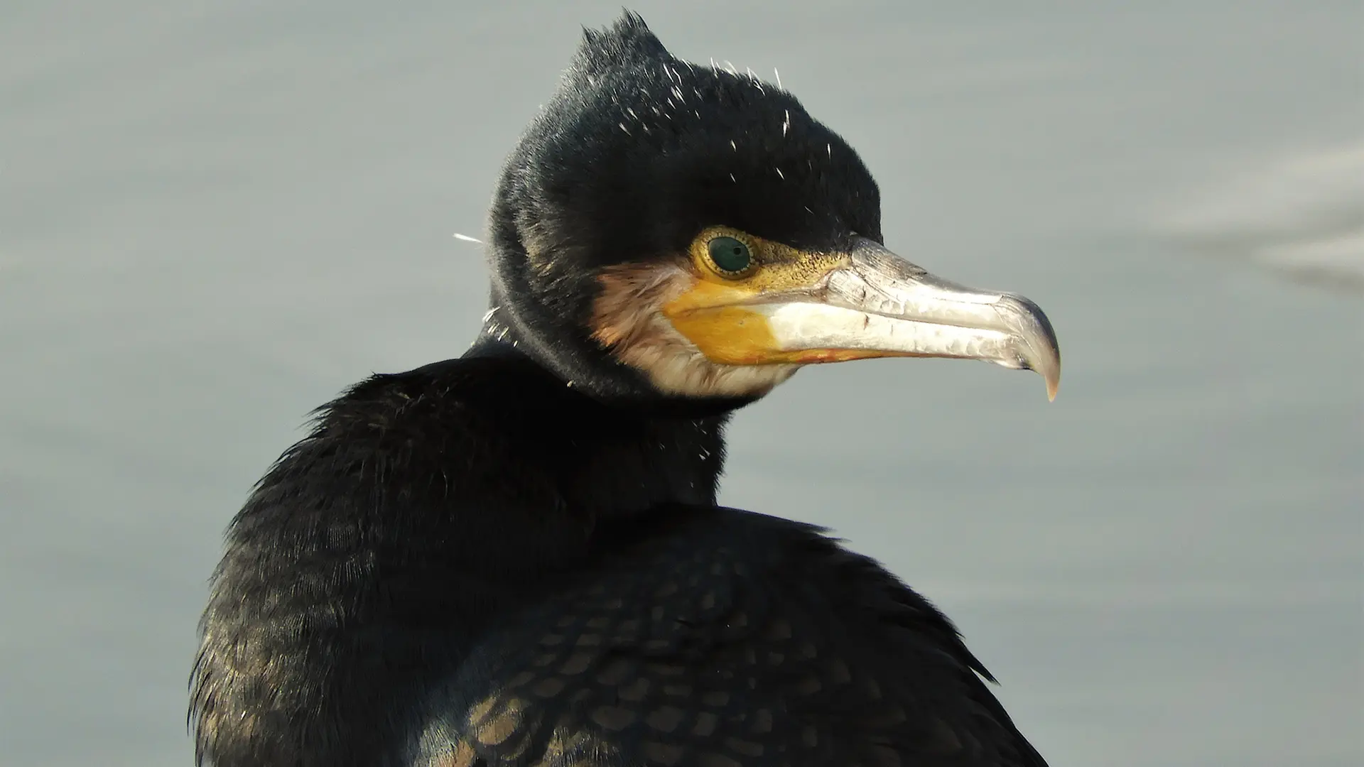 Geschützt und verhasst: Wie weiter mit dem Kormoran? | ndr.de