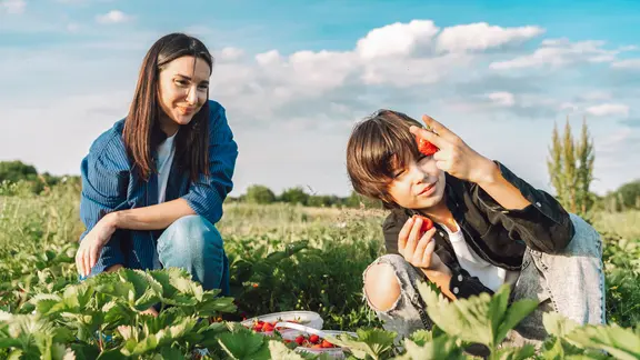 Erdbeeren aus Schleswig-Holstein: So stark sind die Preise gestiegen ...