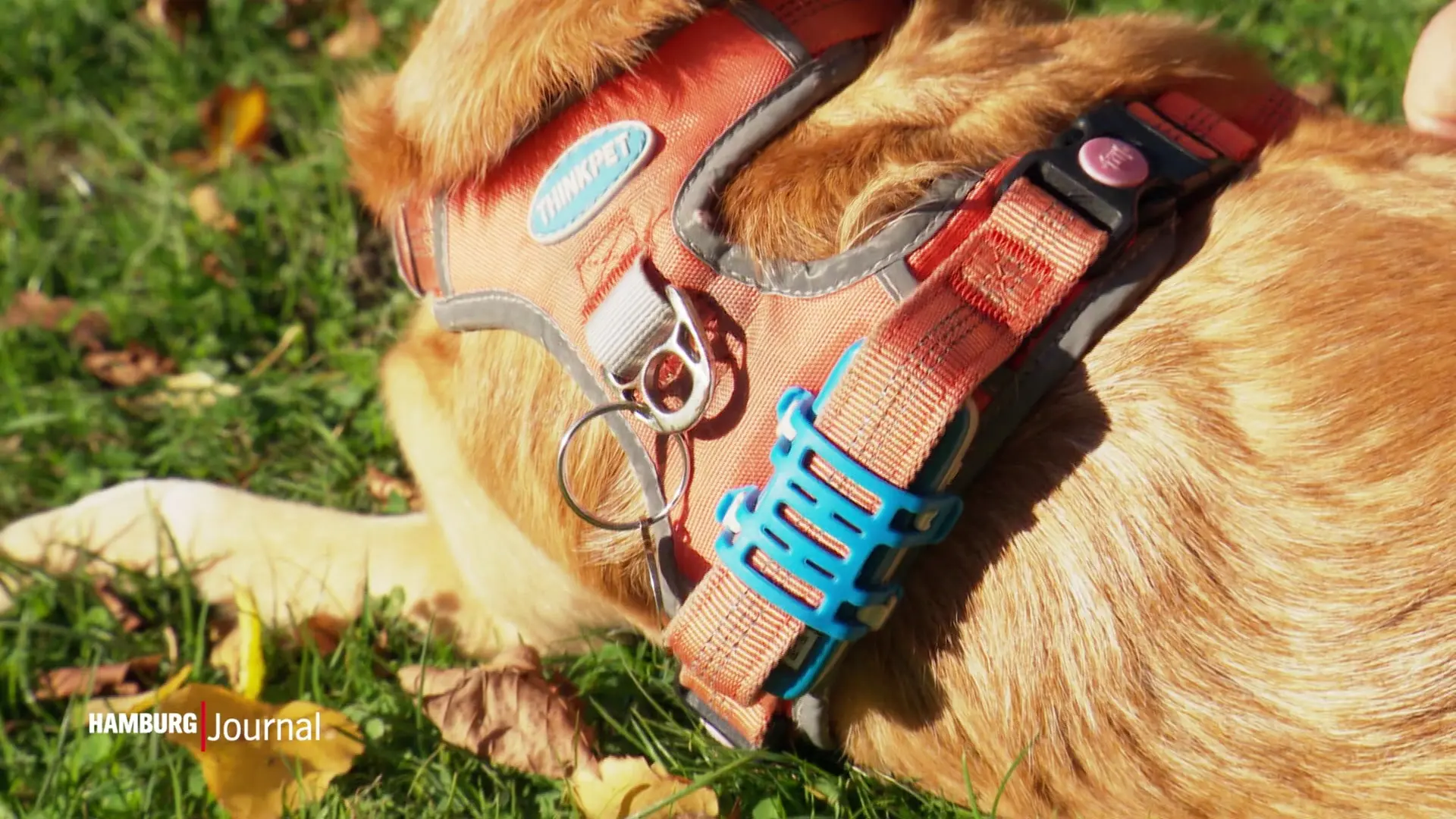 GPS-Tracker für Hunde werden immer beliebter | ndr.de