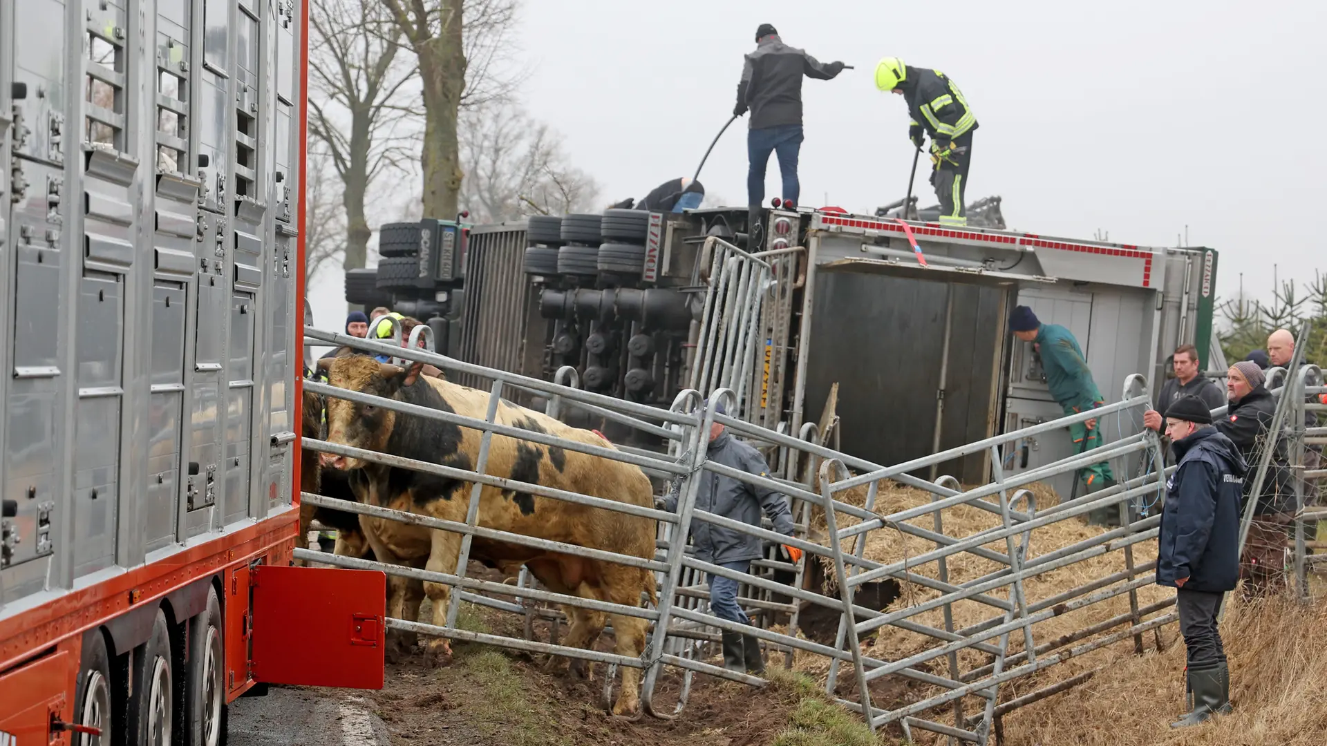 Rindertransporter kippt auf B110 bei Jarmen in den Graben | ndr.de