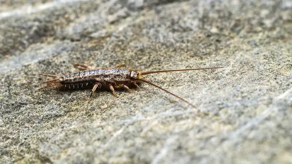 Ratten im Garten: So lassen sich die Nager vertreiben | ndr.de
