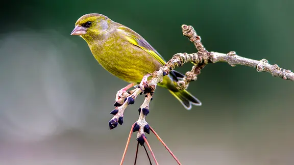 Stunde der Gartenvögel: Mehr Finken, weniger Spatzen | ndr.de