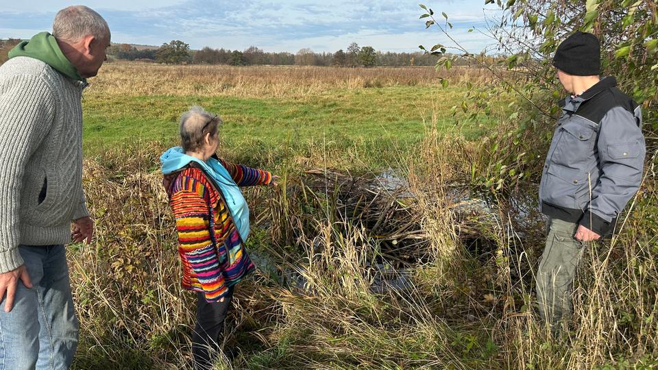 Anwohner fürchten: Mit dem Biber kommt das nächste Hochwasser ...