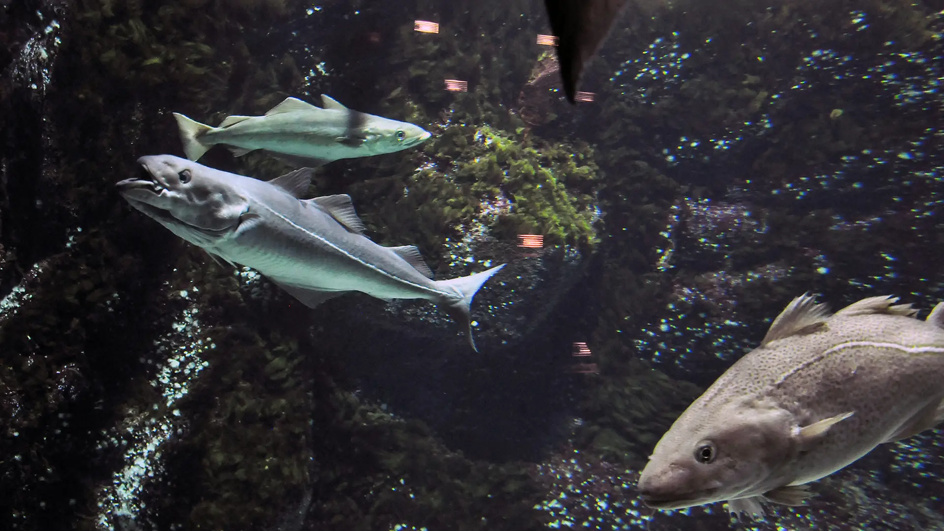 Dorsch-Bestand in der Ostsee erholt sich nur langsam | ndr.de