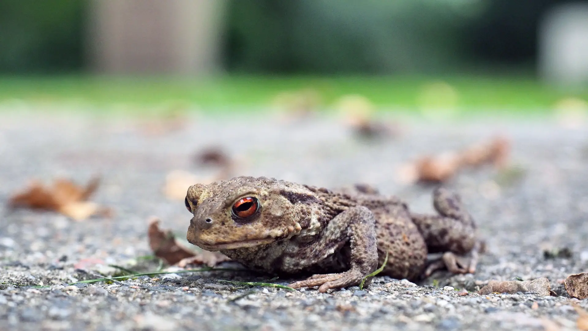 Die Kröte ist ein kraftvolles Symbol | ndr.de