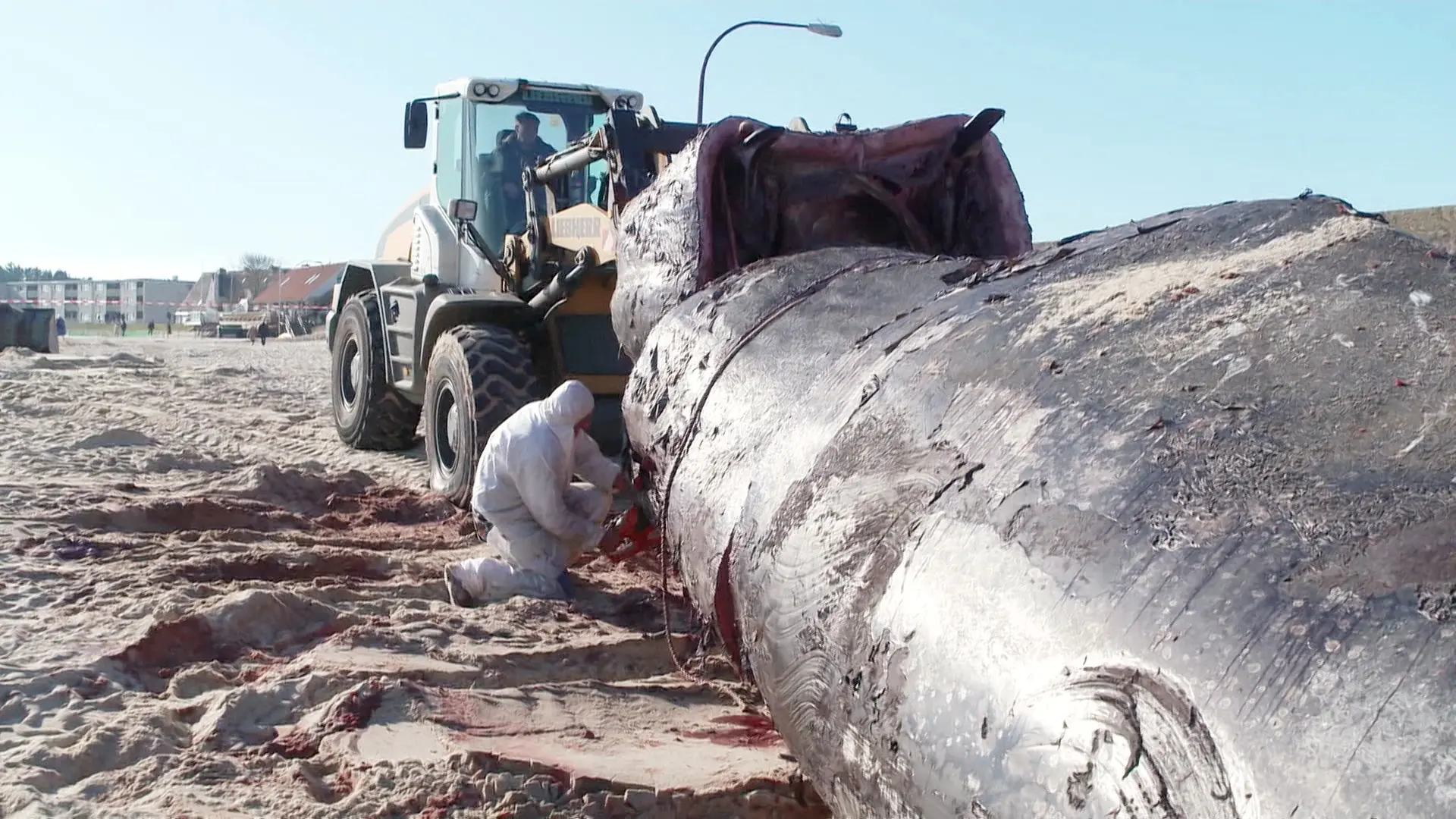 Angel desert clips ok, her pics are a bit dated and she is