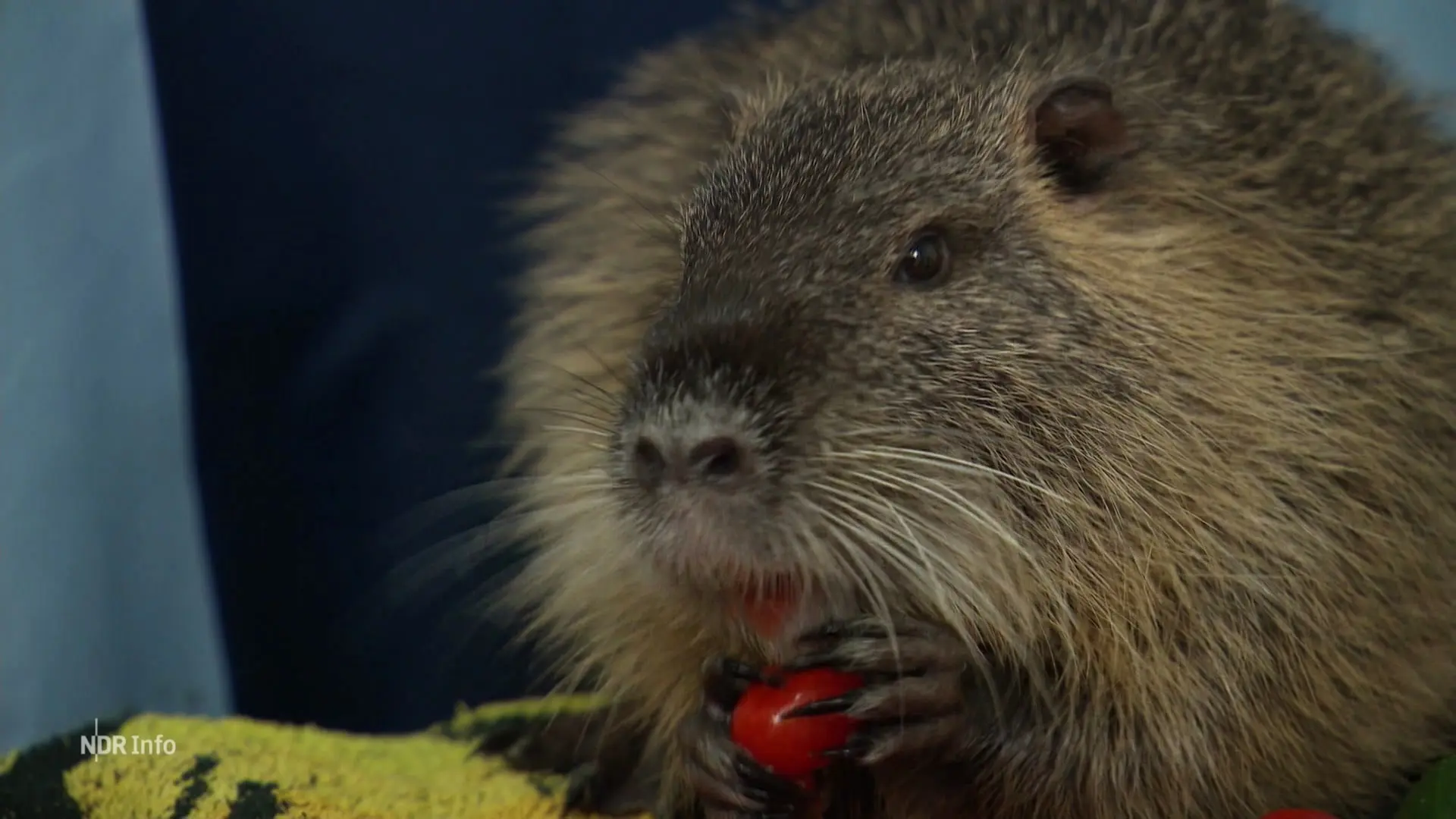 Biber-Ratten werden in Hamburg zum Problem | ndr.de