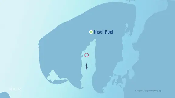 Buckelwal in der Ostsee: Liegt er wieder auf einer Sandbank? | ndr.de