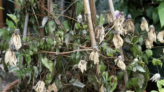 Clematis pflegen: Was hilft bei Welke? | ndr.de