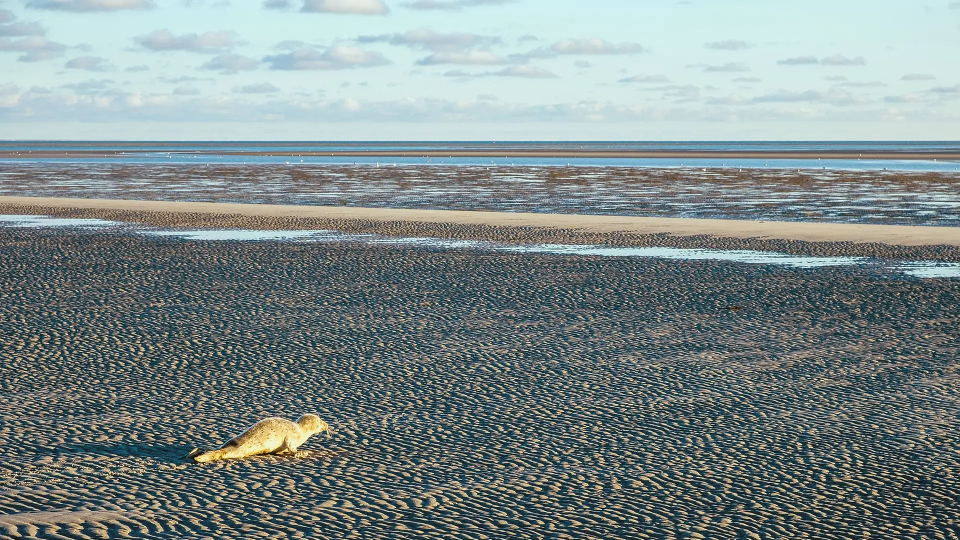 Seehund-Babys im Wattenmeer: Geburtensaison startet | ndr.de